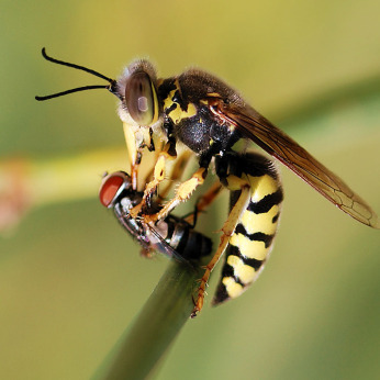 Attagène (Attagenus unicolor) - Acton Extermination